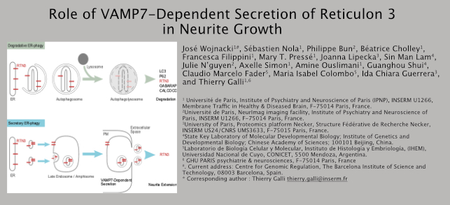 ER-phagy, VAMP7-Dependent Secretion of RTN3 and Neurite Growth - CFATG