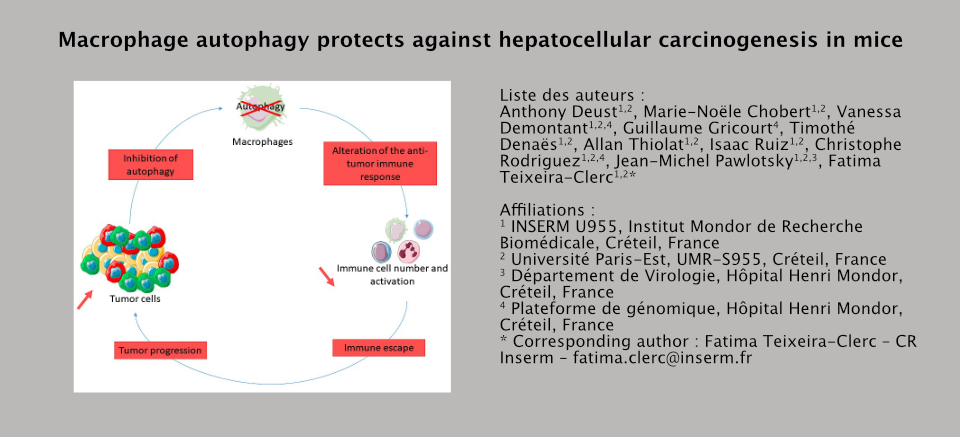 Macrophage autophagy protects against hepatocellular carcinogenesis in ...