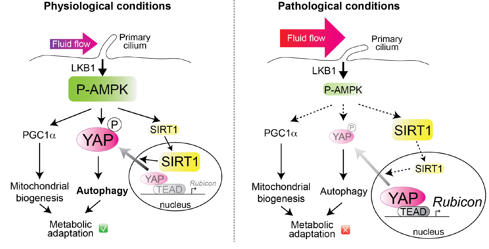 The AMPK-Sirtuin 1-YAP axis is regulated by fluid flow intensity and ...